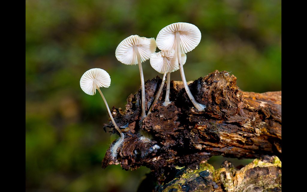 Small Fungi Showing Root System family Mycena | St Ives Photographic Club