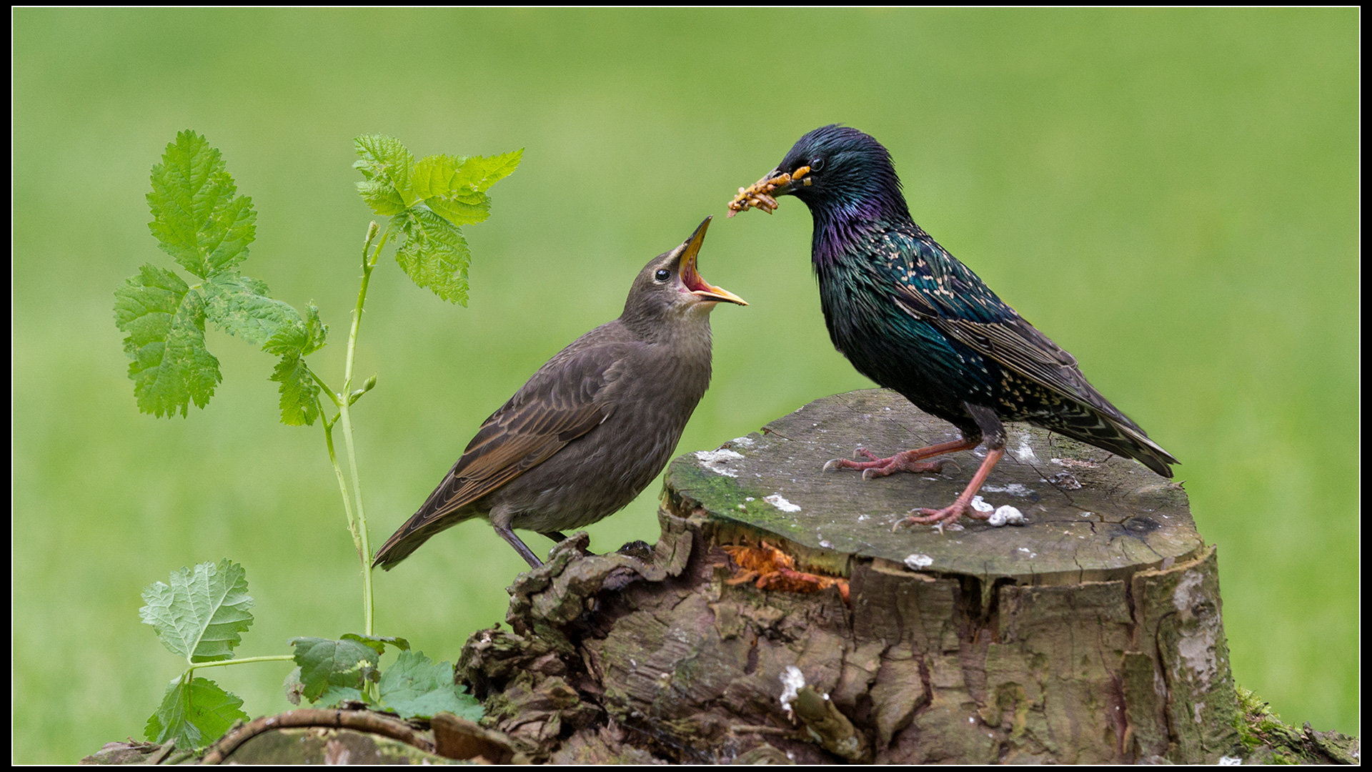 Starlings Feeding Young | St Ives Photographic Club