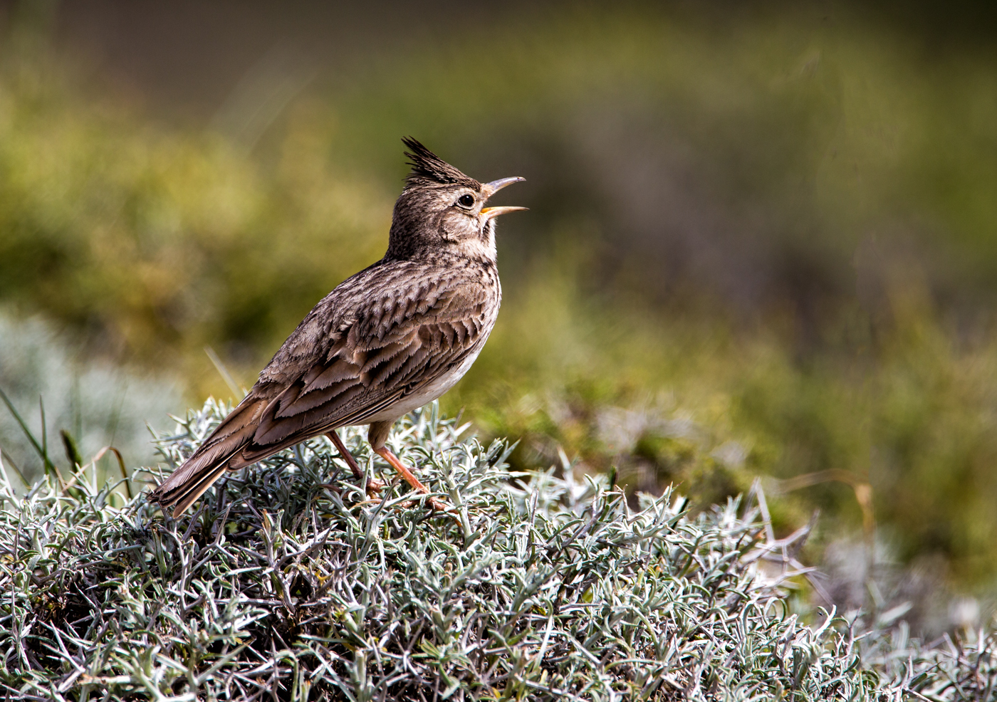 Crested Lark | St Ives Photographic Club
