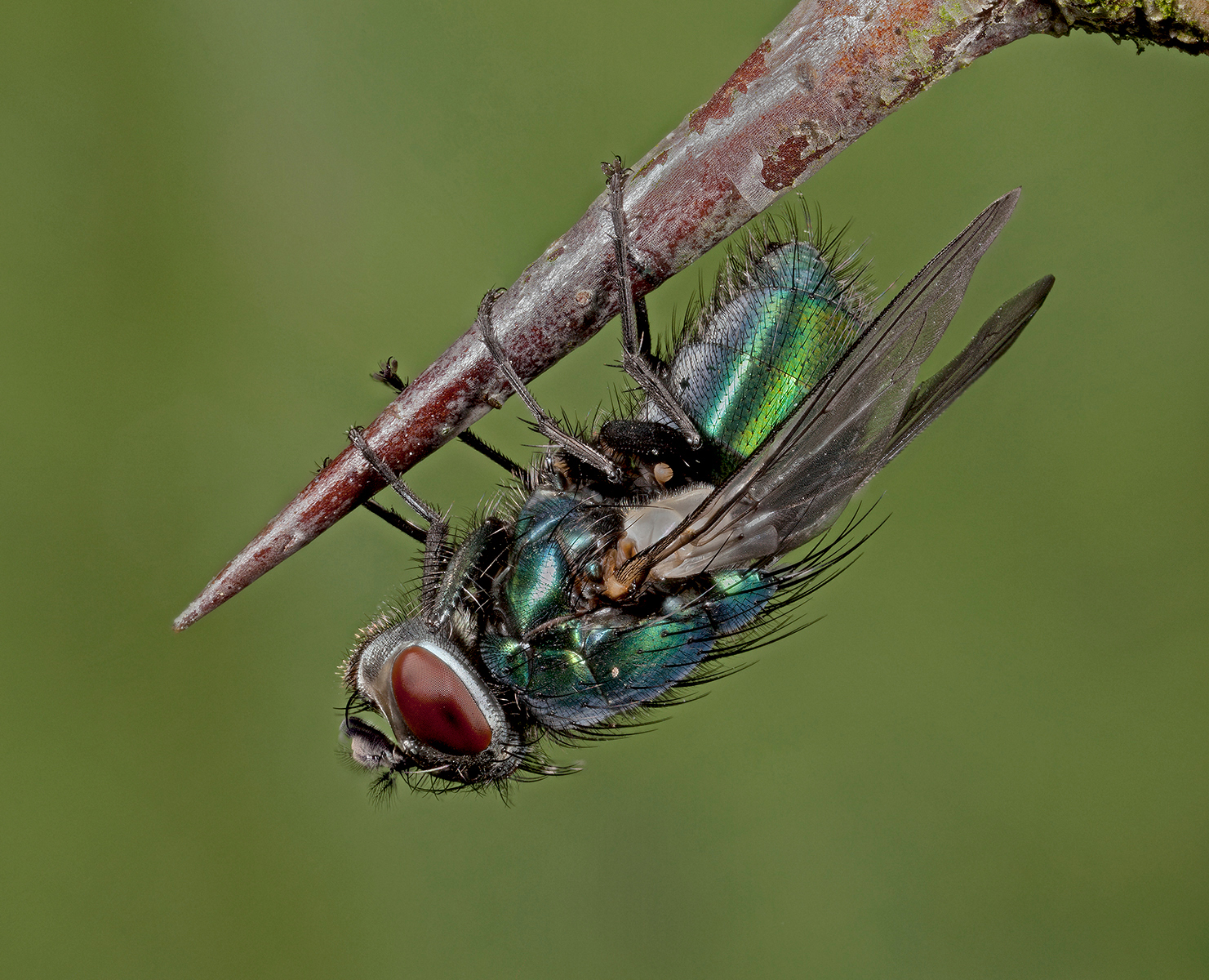 Greenbottle – Lucilia sericata | St Ives Photographic Club