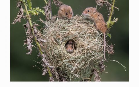 Harvest Mouse Nest | St Ives Photographic Club