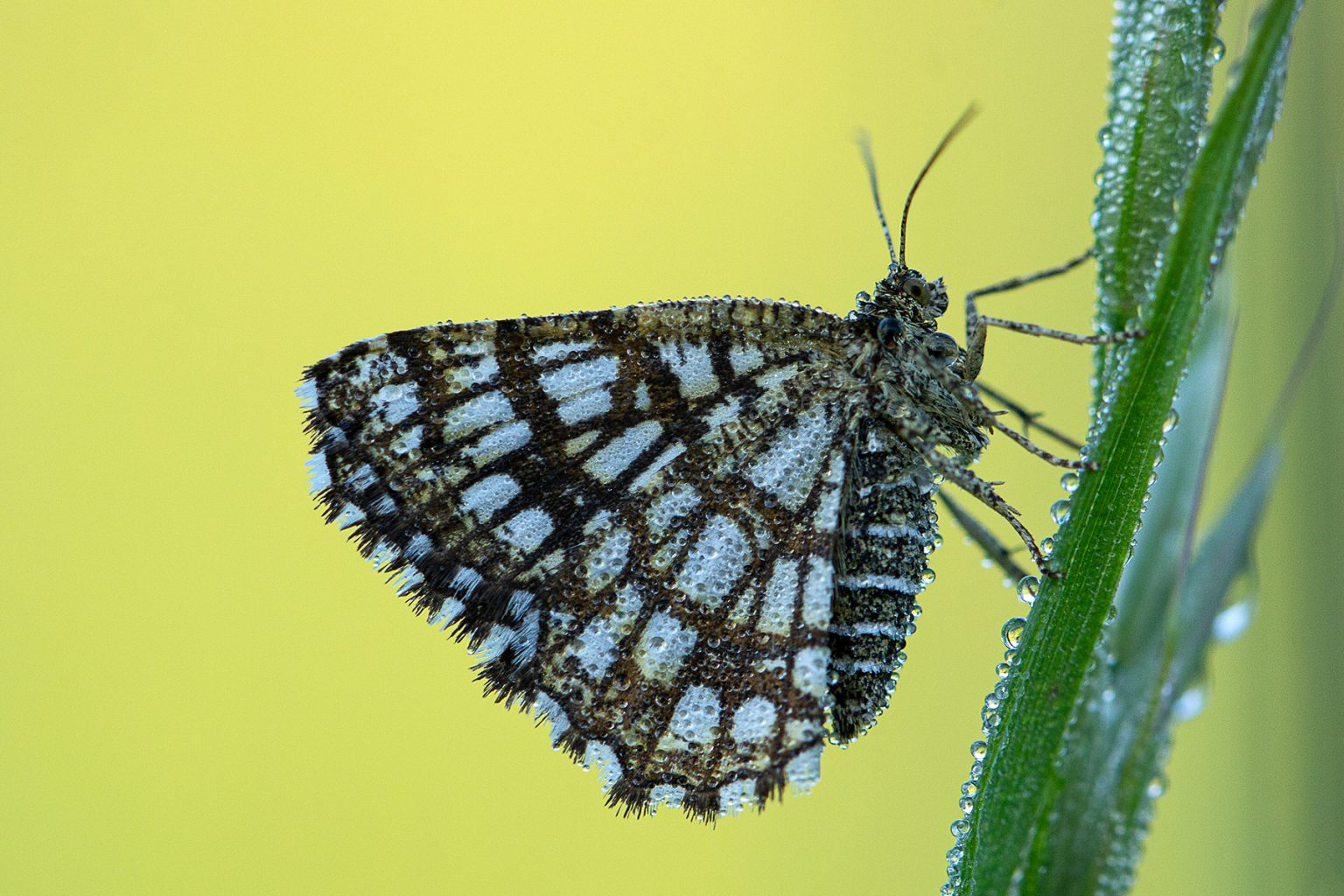 Alice Kendrick_Dewy Latticed Heath Moth | St Ives Photographic Club